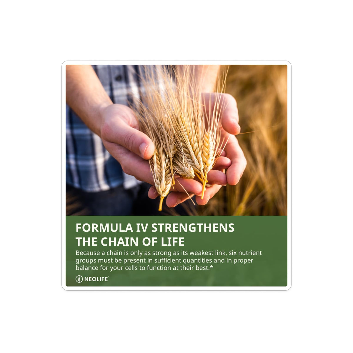 supports overall health and wellness