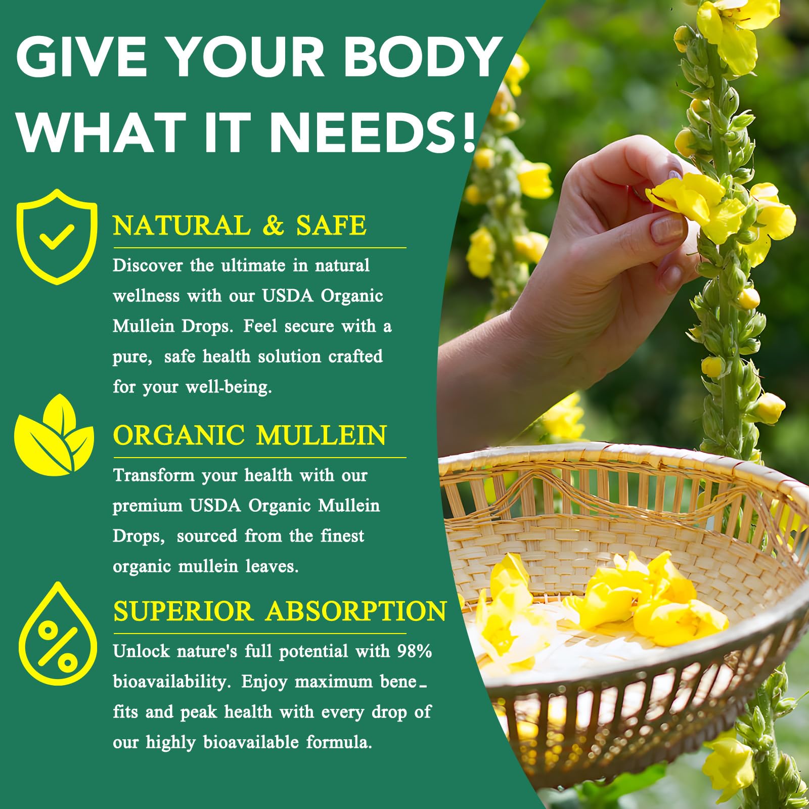 supports respiratory function with mullein