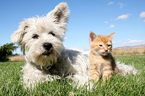 supports urinary tract function in dogs
