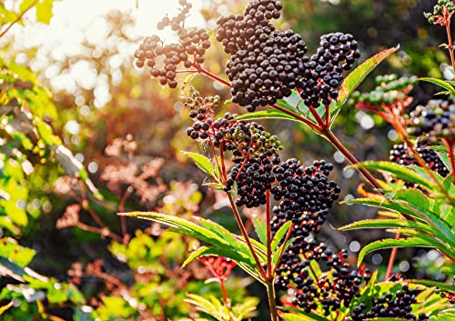 suro organic elderberry syrup benefits