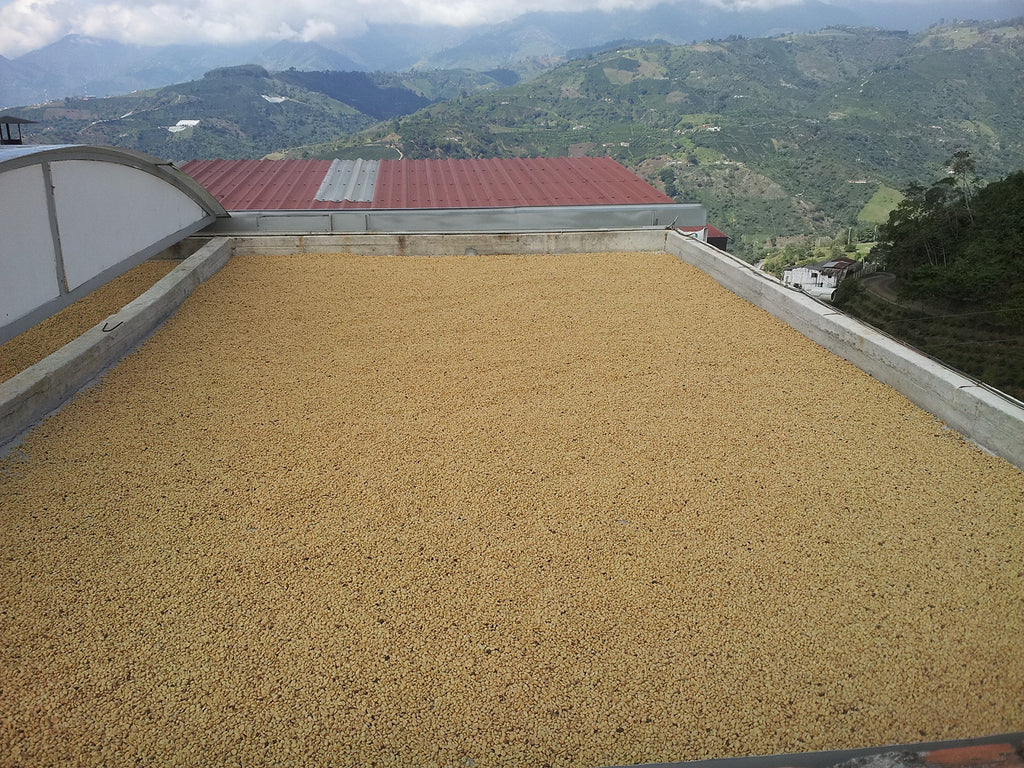 sustainable Colombian coffee bean source