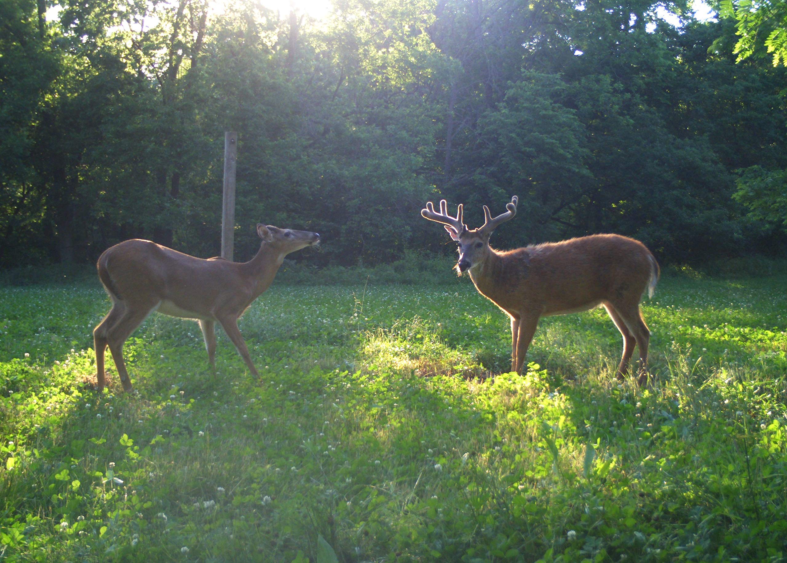 Sustainable deer mineral supplement