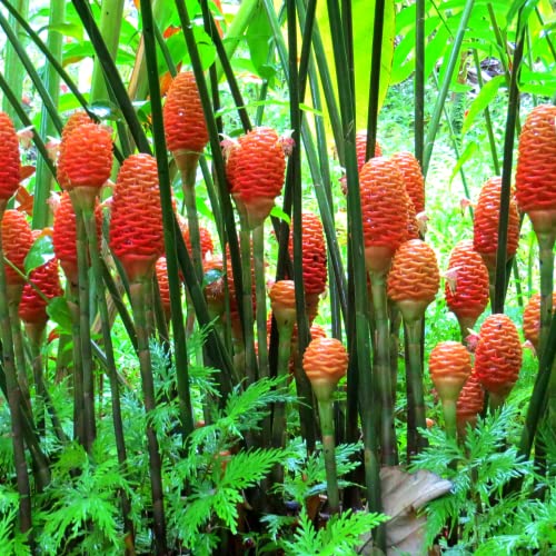 Sustainable ginger growing tips