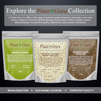 sustainable moringa seeds for gardening
