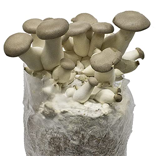 Sustainable mushroom cultivation solution