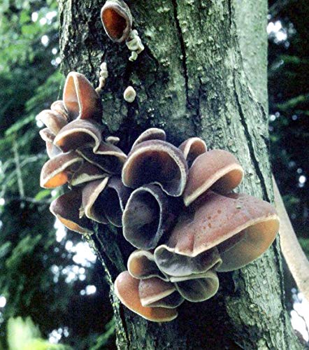 sustainable mushroom cultivation solutions