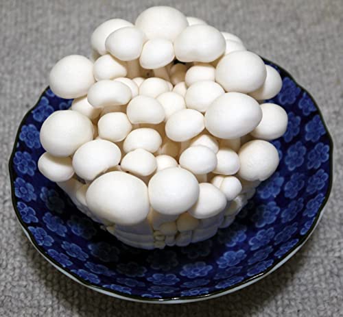sustainable mushroom farming supplies