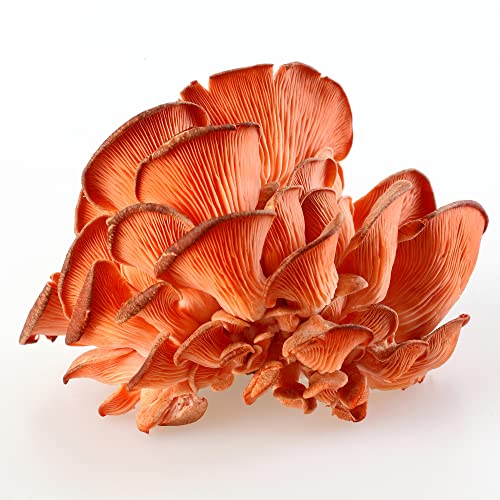 Sustainable mushroom farming with liquid culture