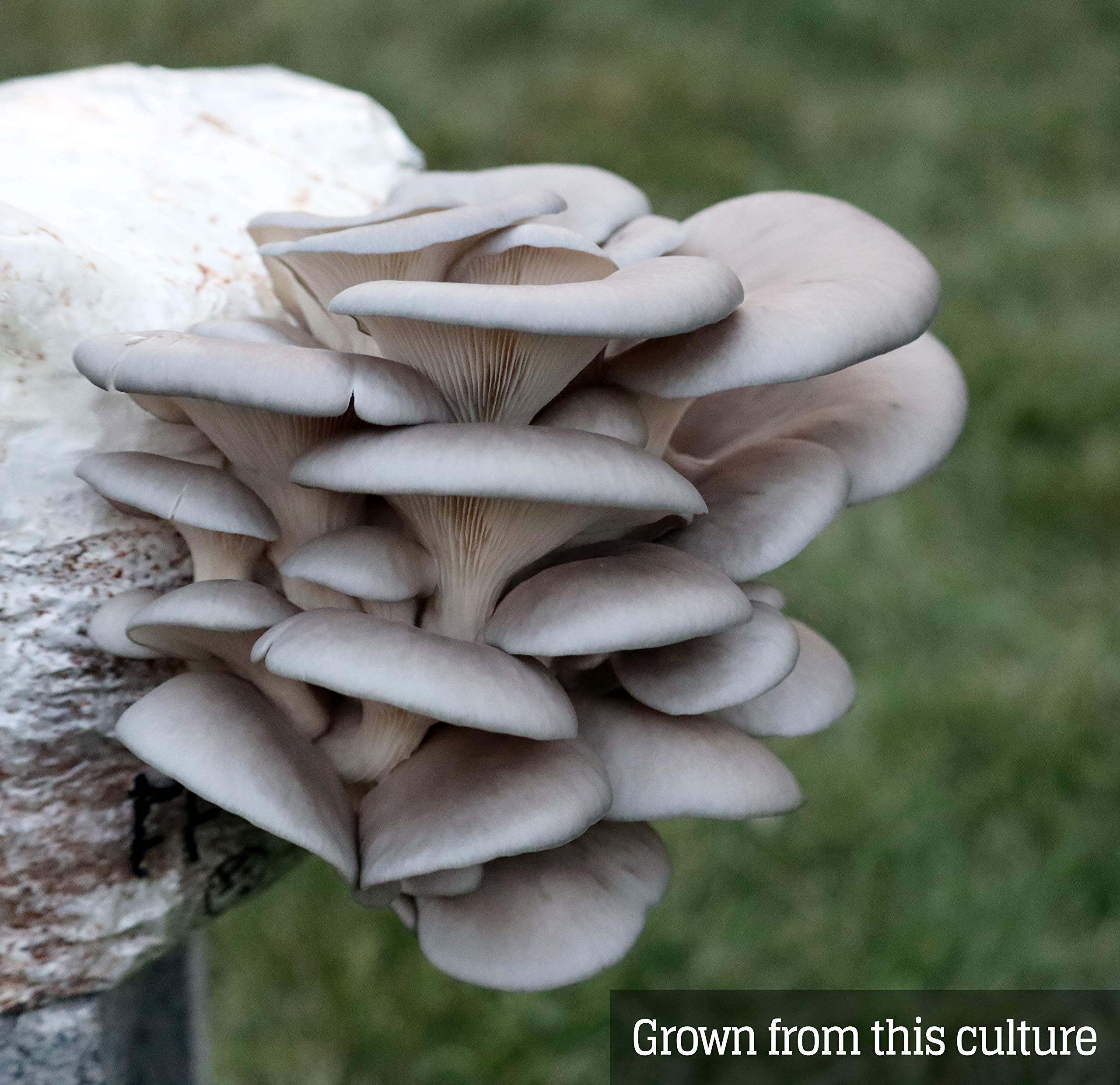 Sustainable mushroom growing solution