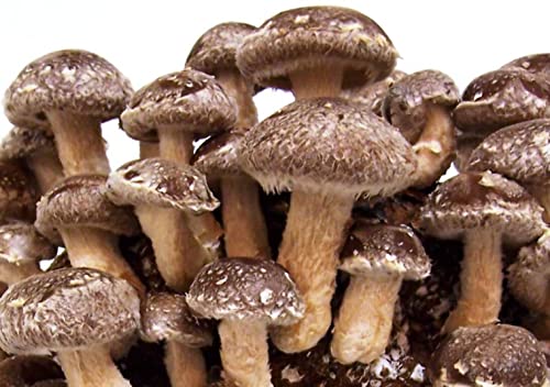 sustainable mushroom growing solutions