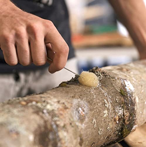 sustainable mushrooms from Maine