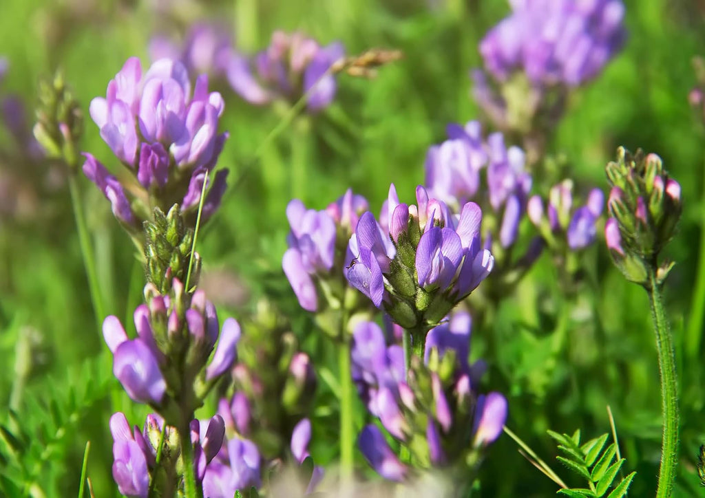 sustainable organic alfalfa seed supply