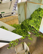 sustainable organic tea choice