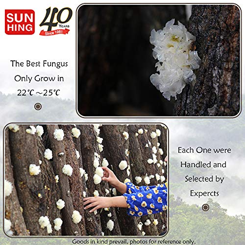 sustainable source of culinary mushrooms