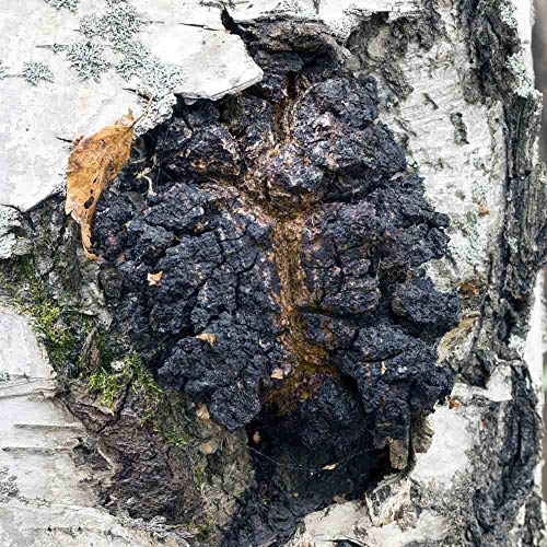 sustainable sourced Chaga mushroom chunks