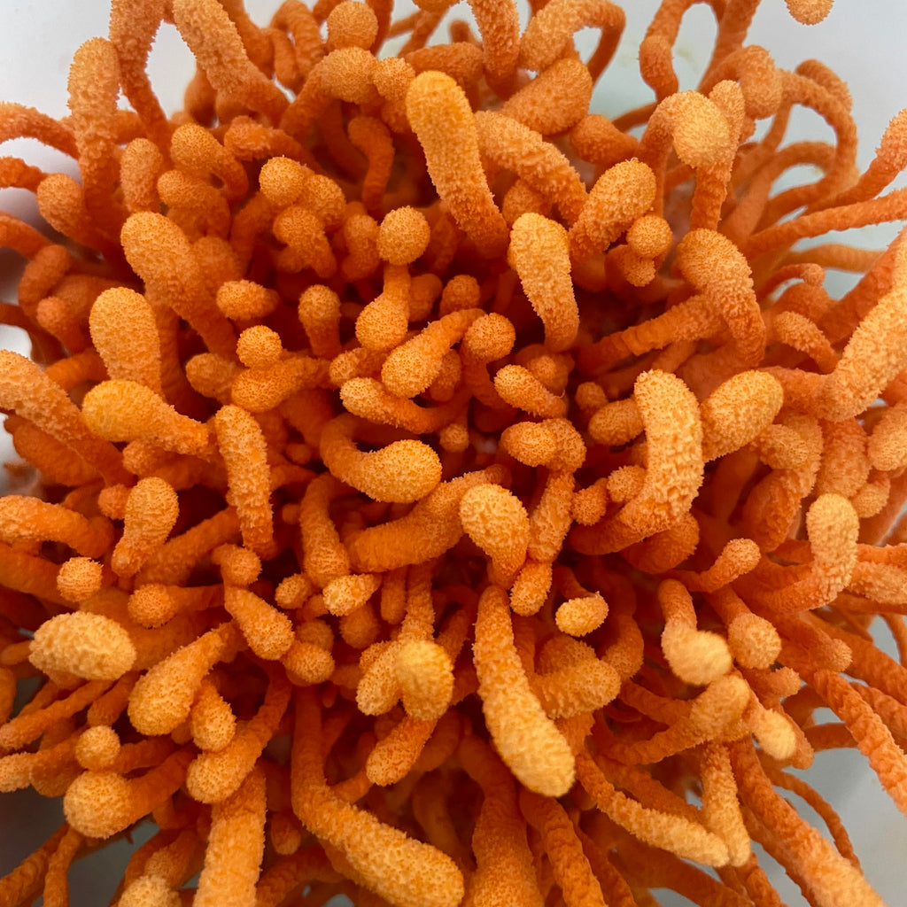 sustainable sourced cordyceps mushrooms