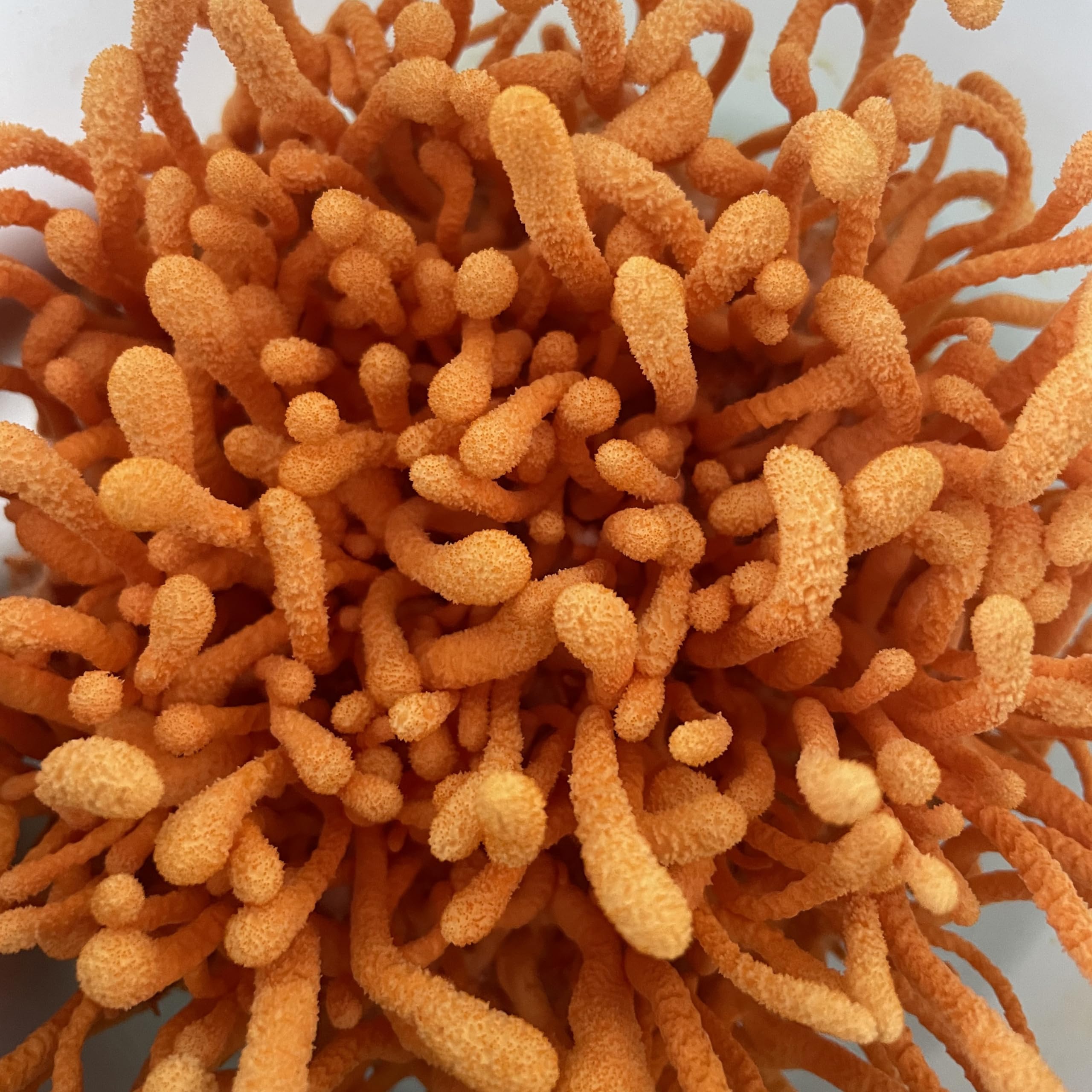 sustainable sourced cordyceps mushrooms