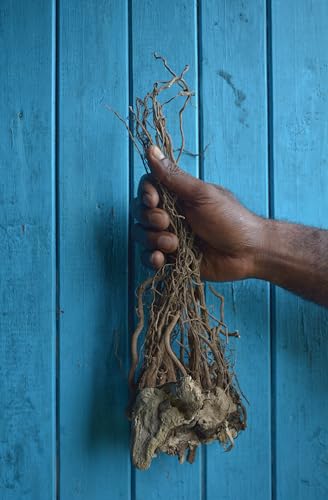 sustainable sourced kava kava
