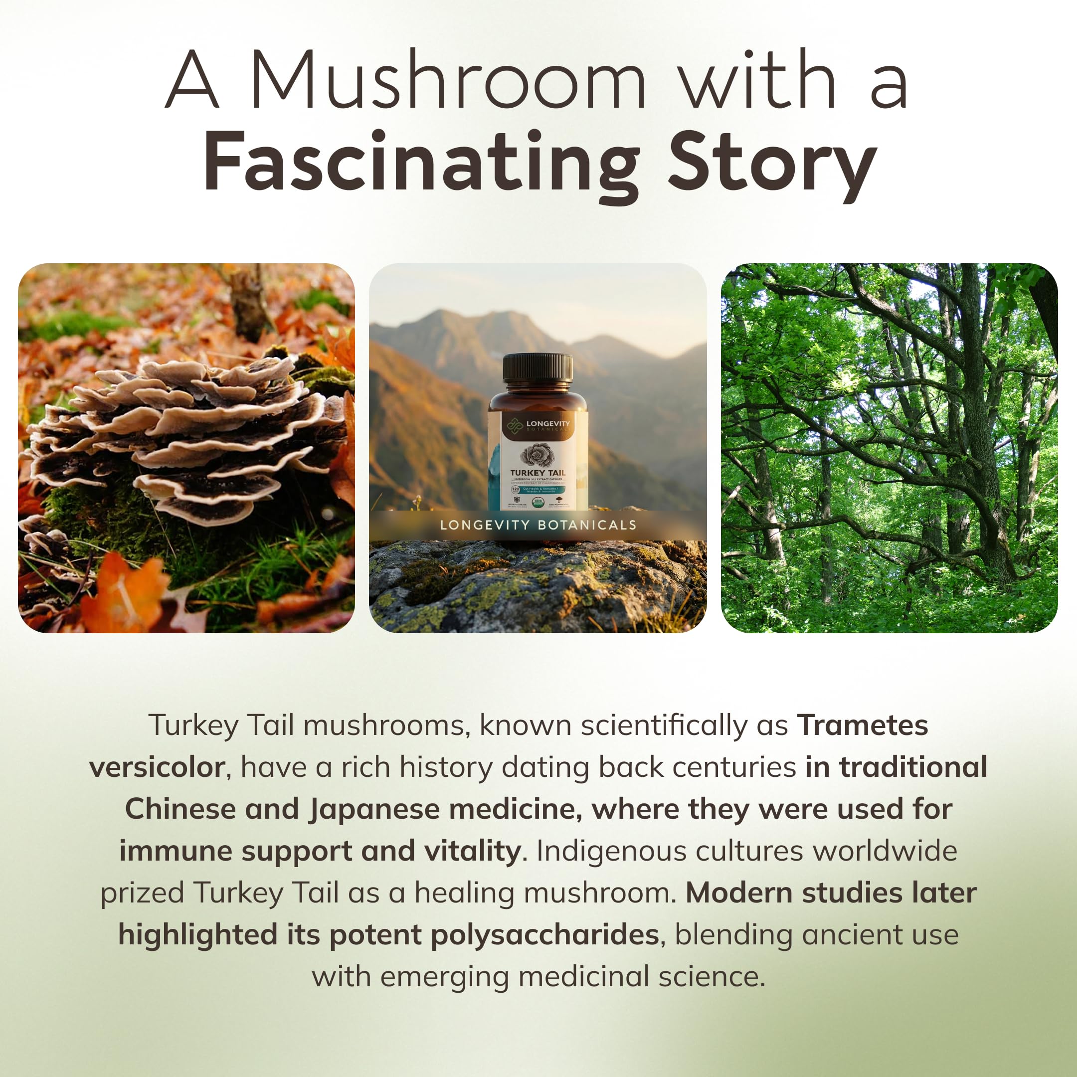 sustainable sourced turkey tail mushrooms