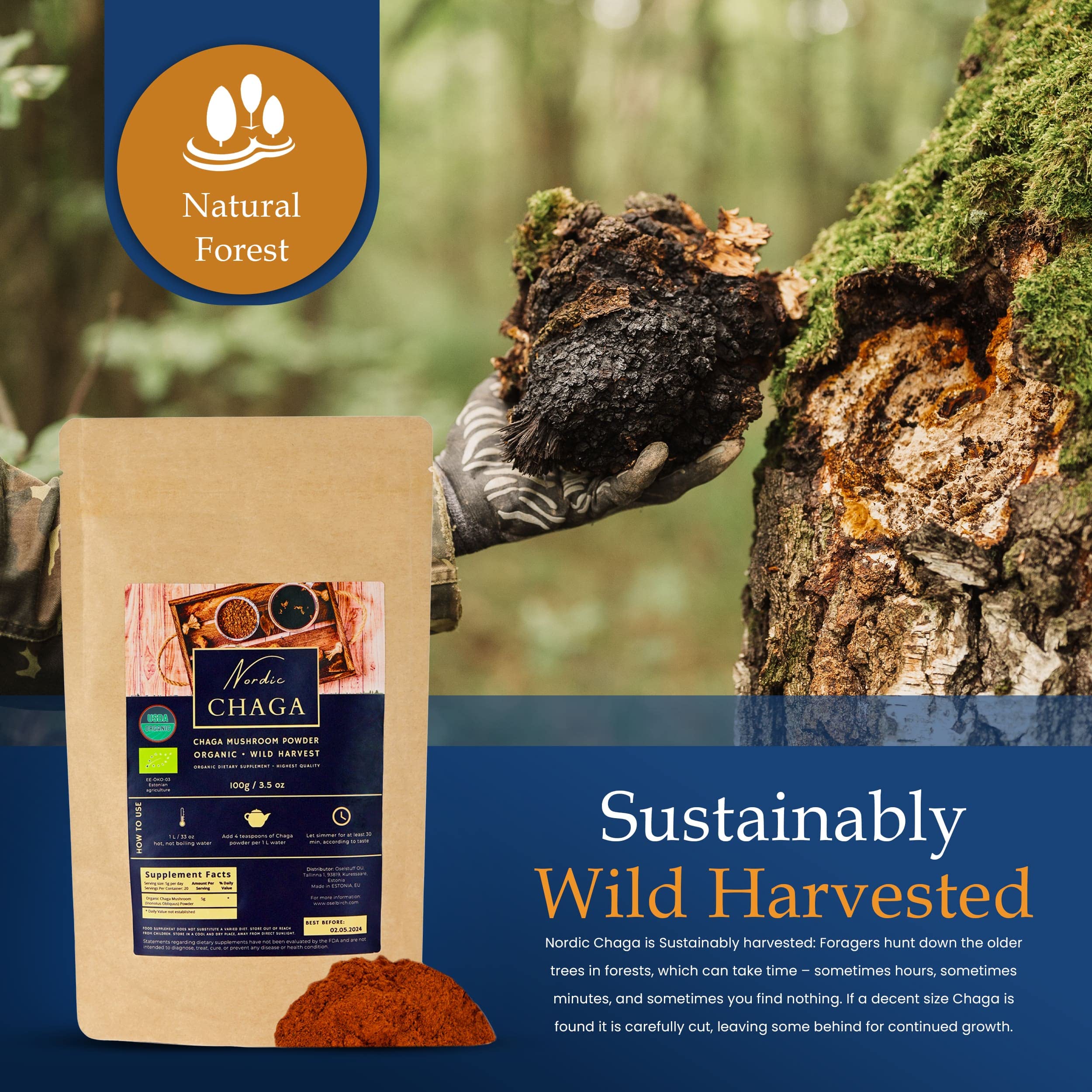 sustainable wild chaga mushroom source