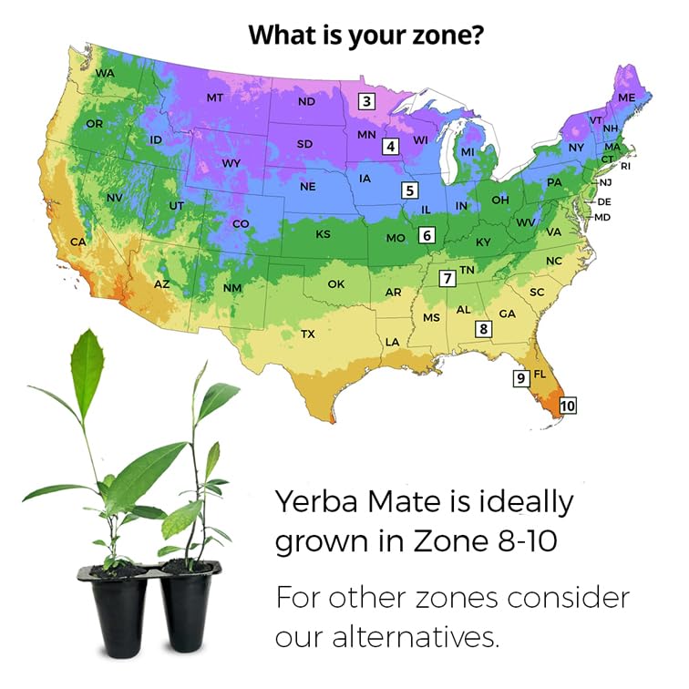 sustainable yerba mate plant