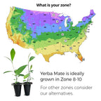 sustainable yerba mate plant