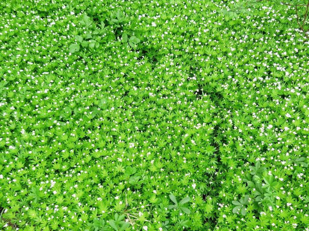 Sweet Woodruff for calming tea