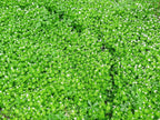 Sweet Woodruff for calming tea