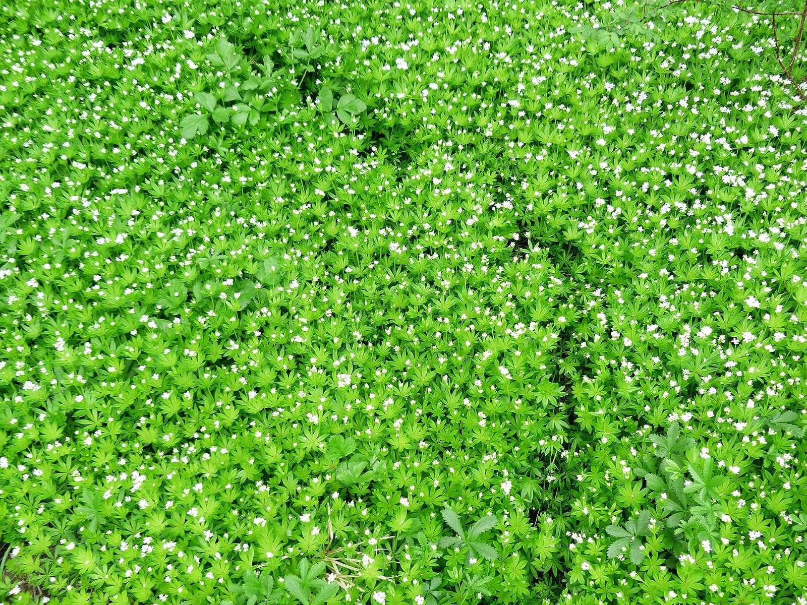 Sweet Woodruff for calming tea