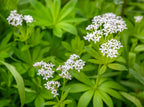 Sweet Woodruff herb for wellness