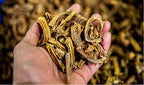 sword bean tea for energy boost