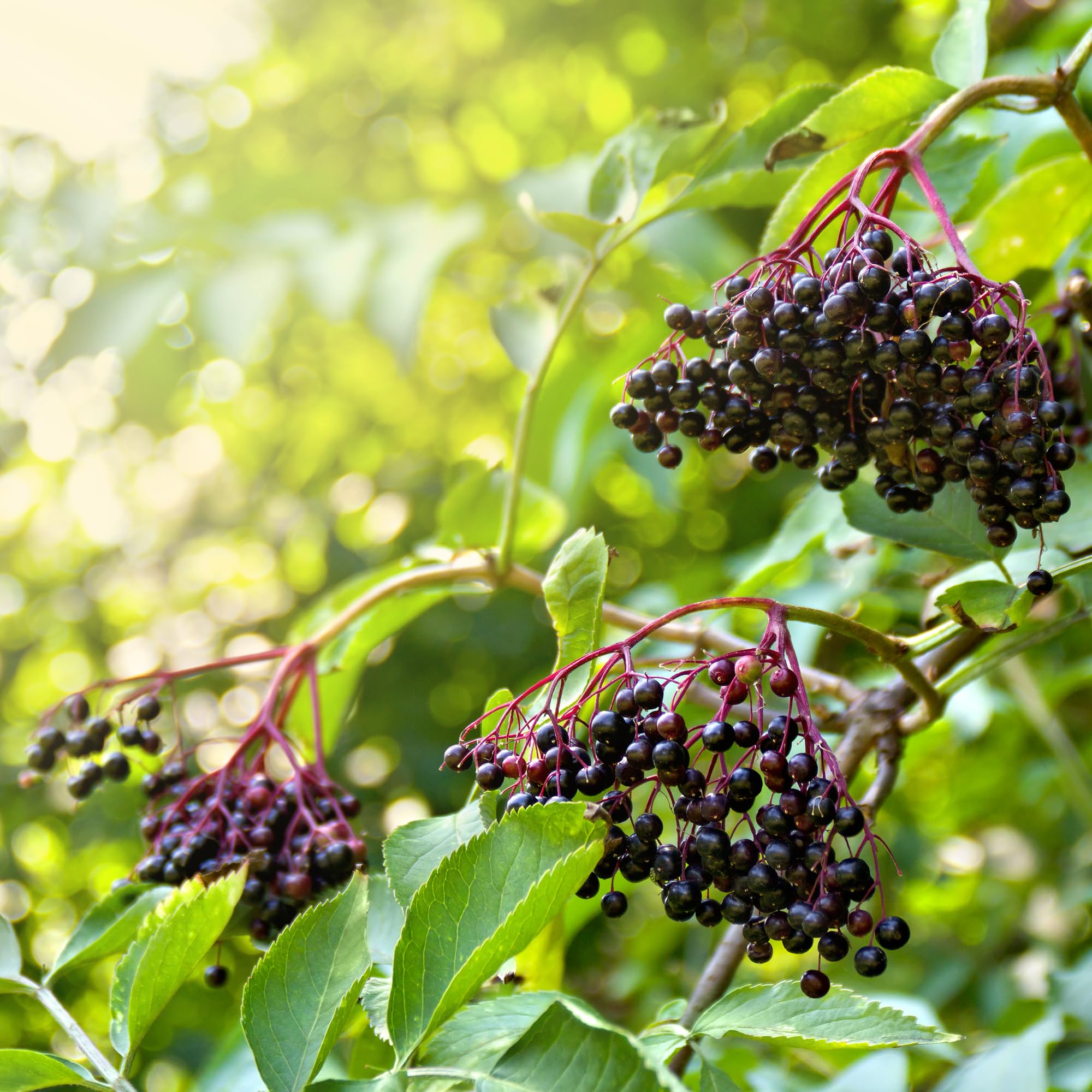 tasty elderberry glycerite for daily use