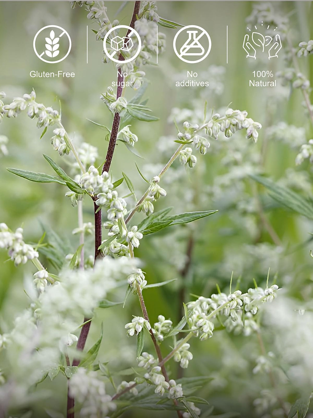 TeeLux mugwort tea soothing properties