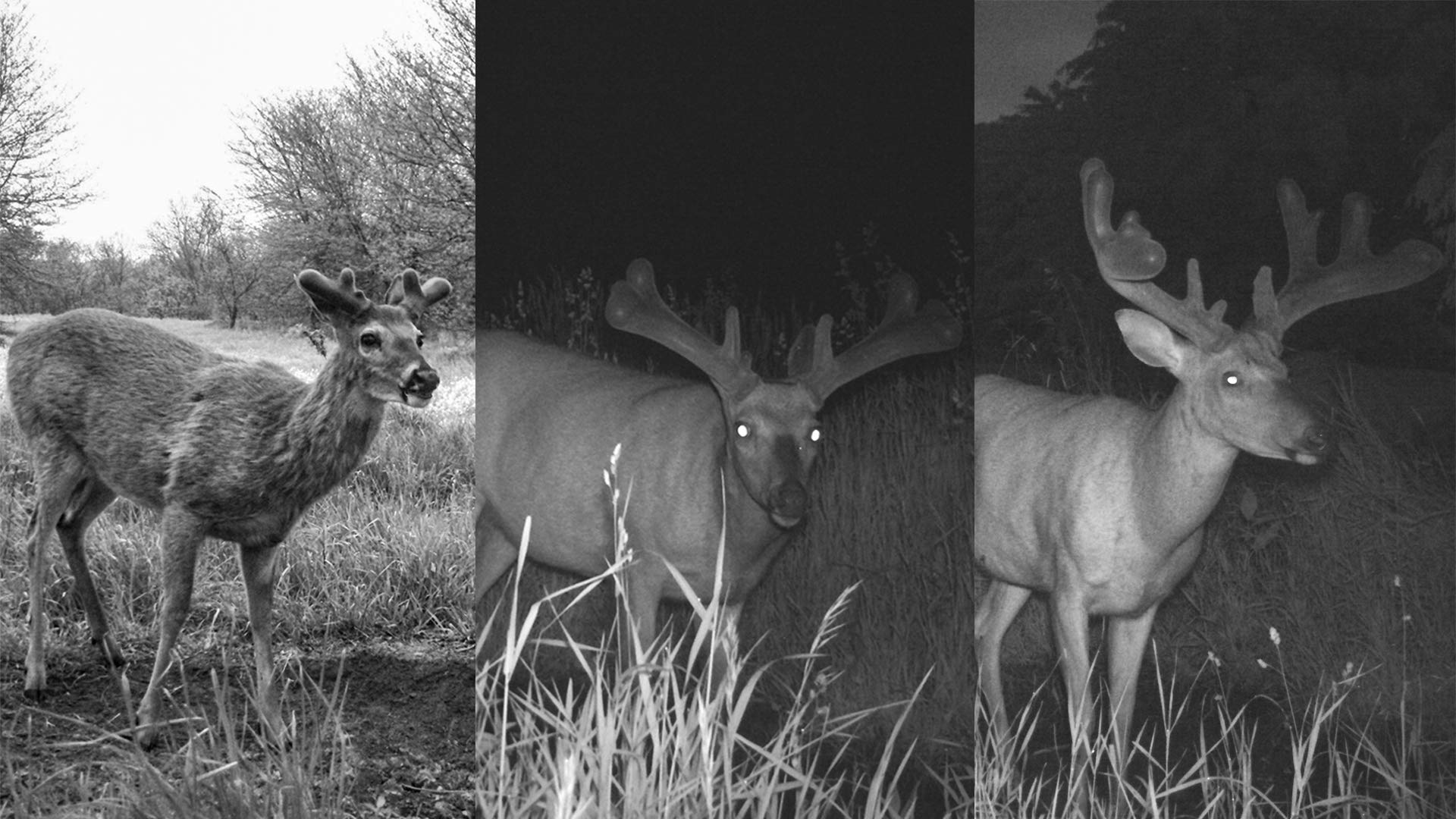 Terra Products deer feeding solution