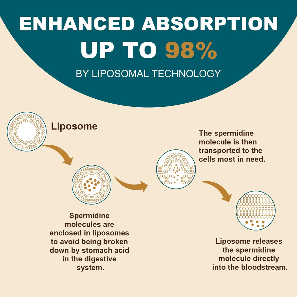 Thiamin enriched spermidine supplement