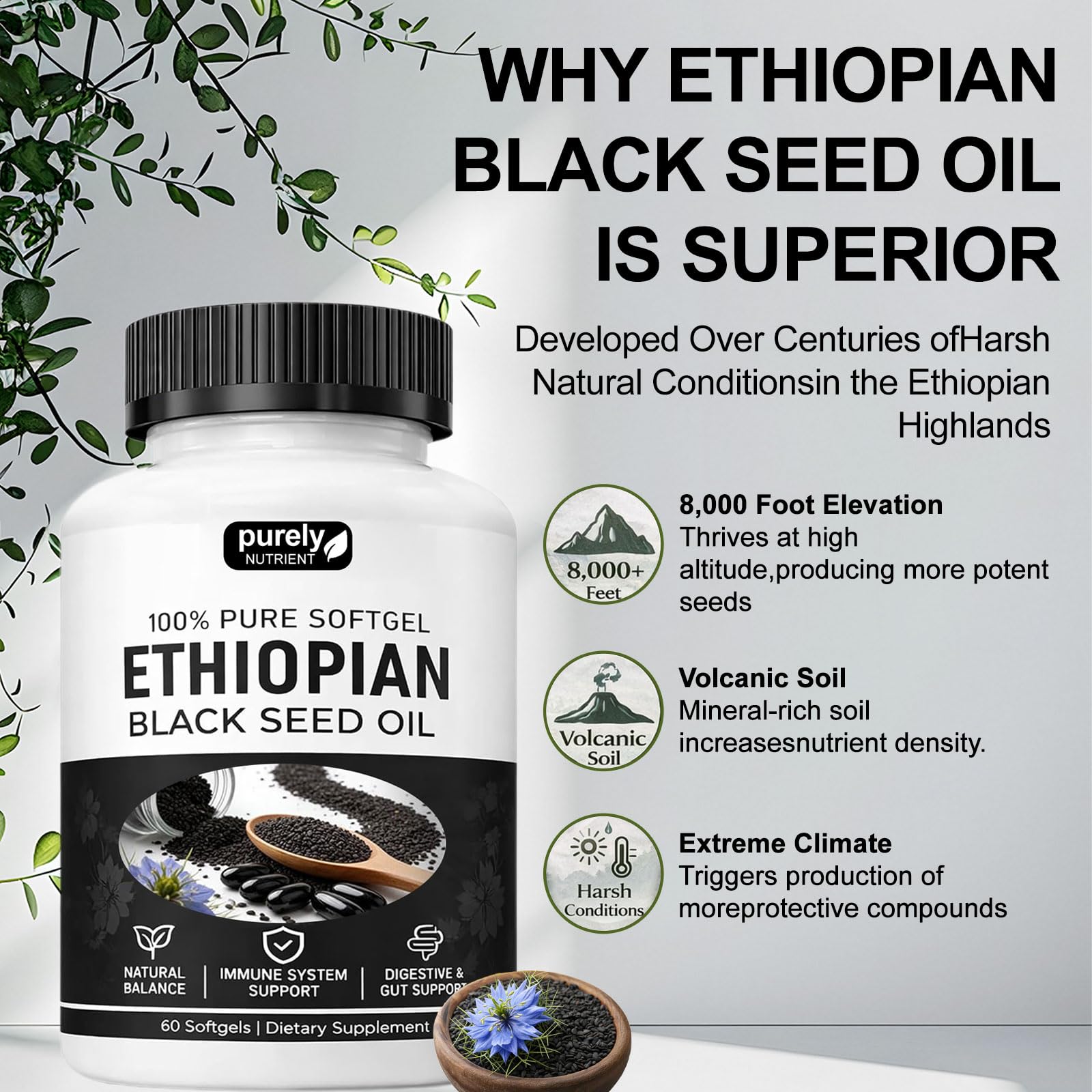 Thymoquinone-rich black seed softgels