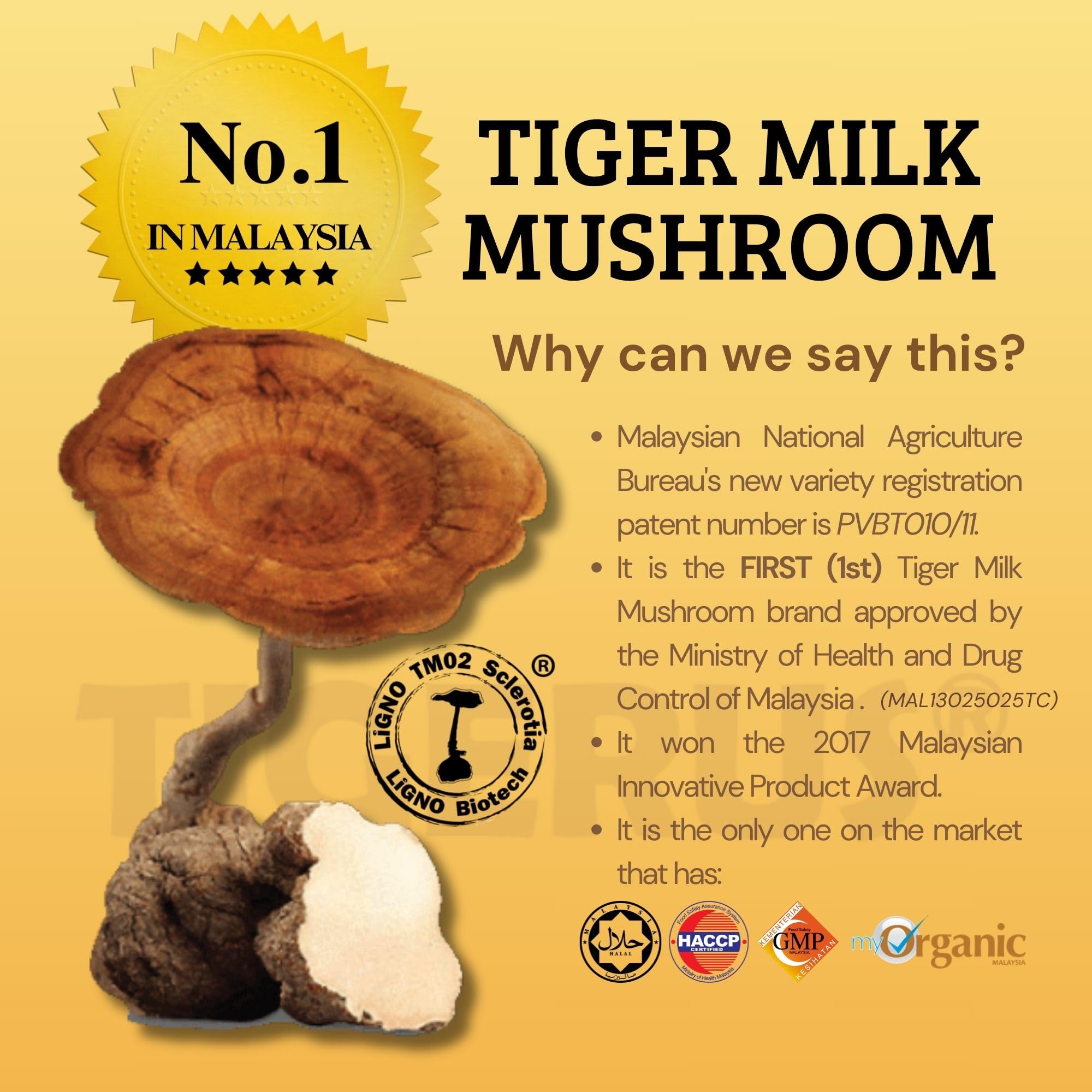 Tiger Milk Mushroom for natural energy