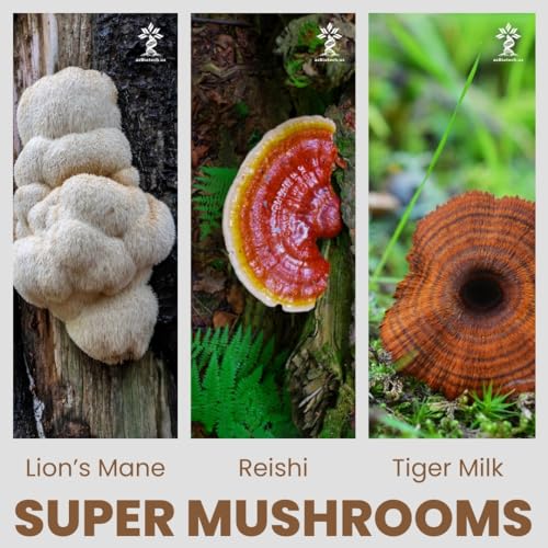 Tiger Milk mushrooms for vitality