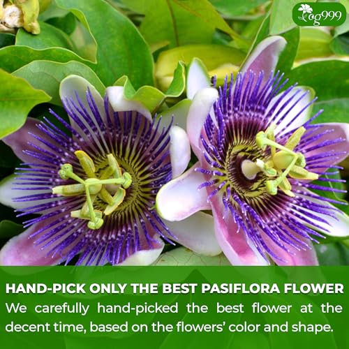 TOG999 passion flower tea for wellness