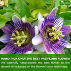 TOG999 passion flower tea for wellness