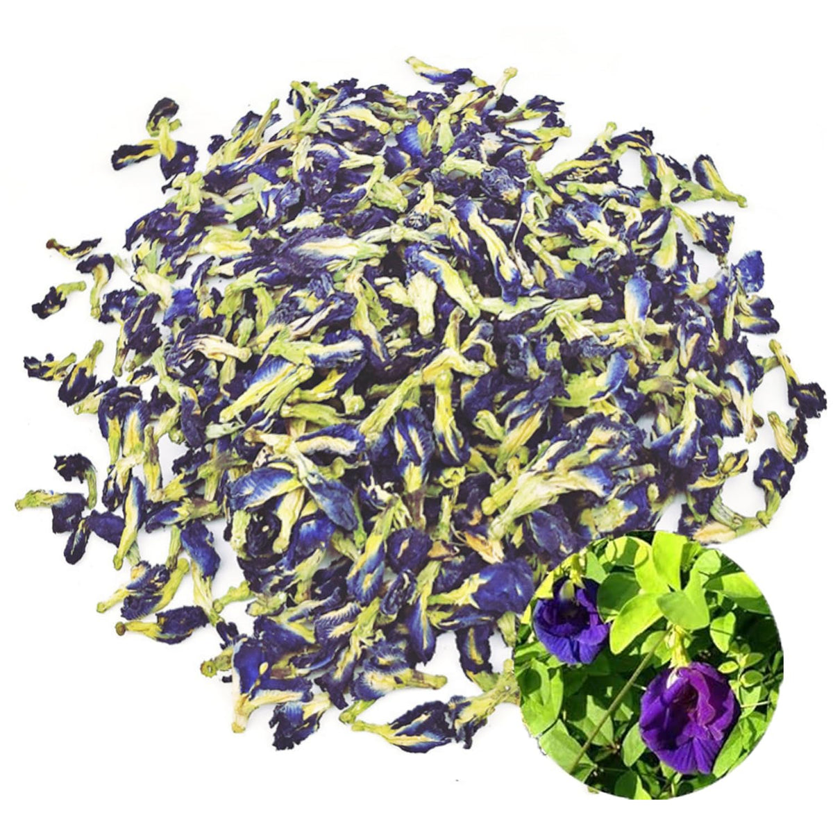 TooGet butterfly pea flowers herbal tea