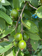 Torero guava leaves for herbal tea
