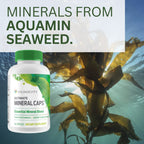 trace minerals for energy support