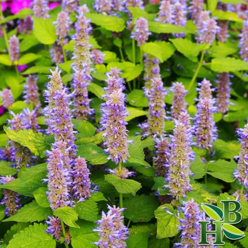 traditional herbal preparations with hyssop