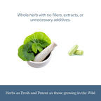 traditional herbal remedy Gotu Kola