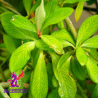 traditional herbal remedy with Moronel