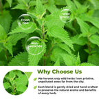 traditional nettle tea for health