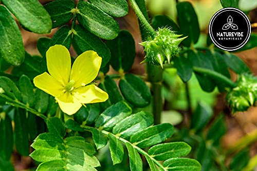 tribulus extract for energy boost