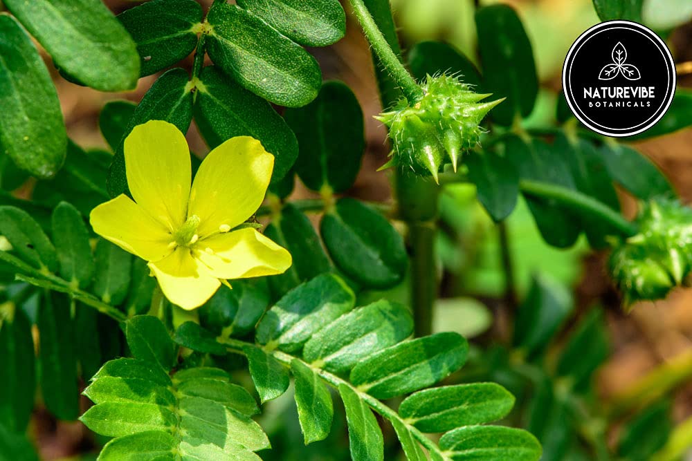 tribulus for improved athletic performance