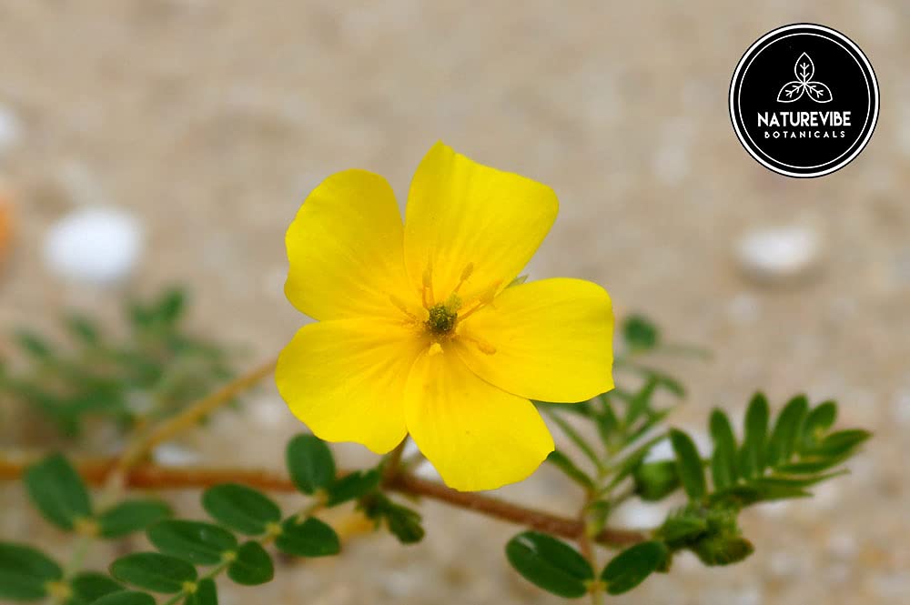 tribulus side effects and precautions